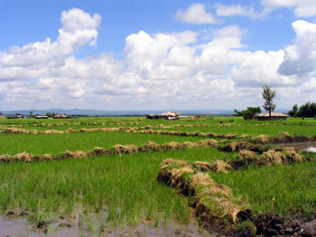 Mwea Rice Scheme – Abiri Kenya