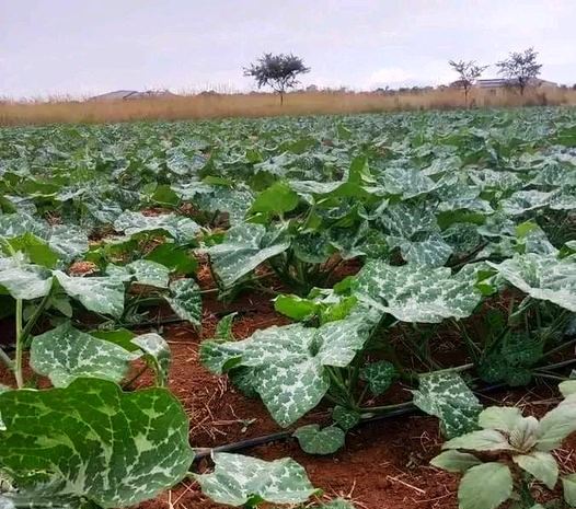 Chebara Irrigation Scheme – Abiri Kenya