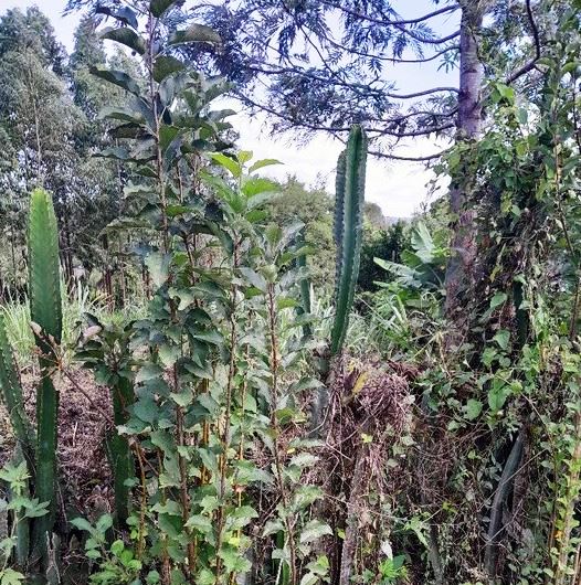 Chebara Irrigation Scheme – Abiri Kenya