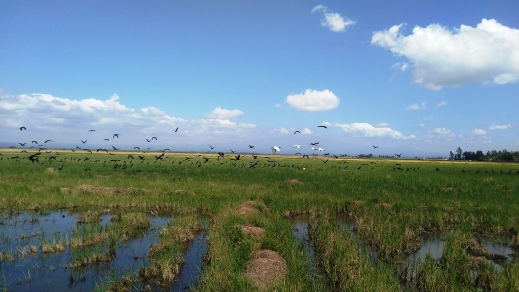 Mwea Rice Scheme – Abiri Kenya