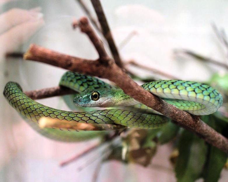 Bio-Ken Snake Farm – Abiri Kenya