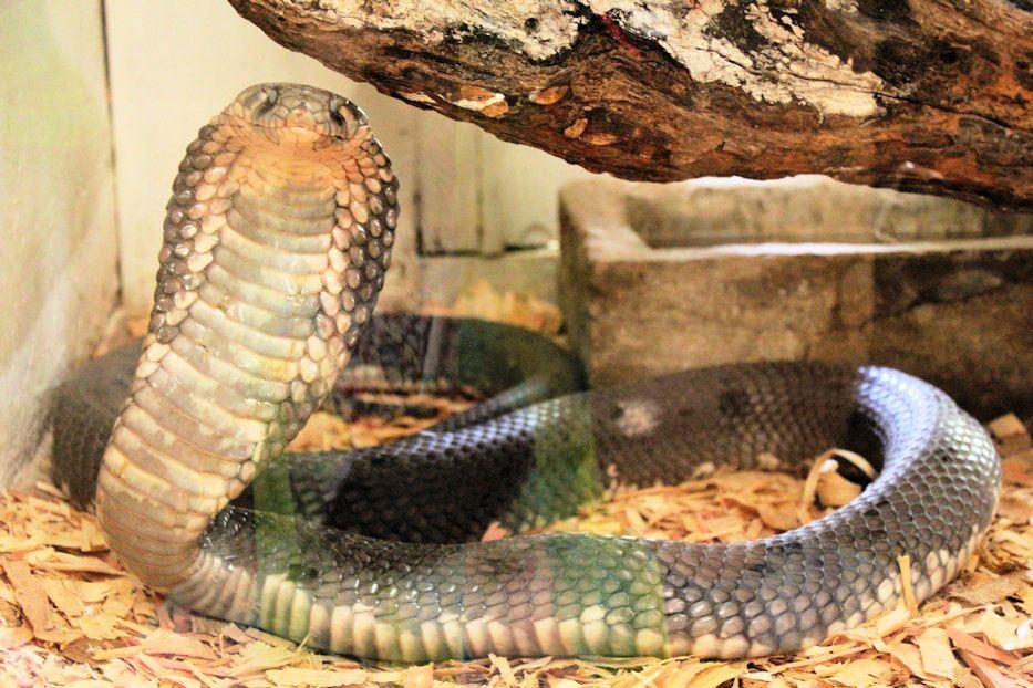 Bio-Ken Snake Farm – Abiri Kenya