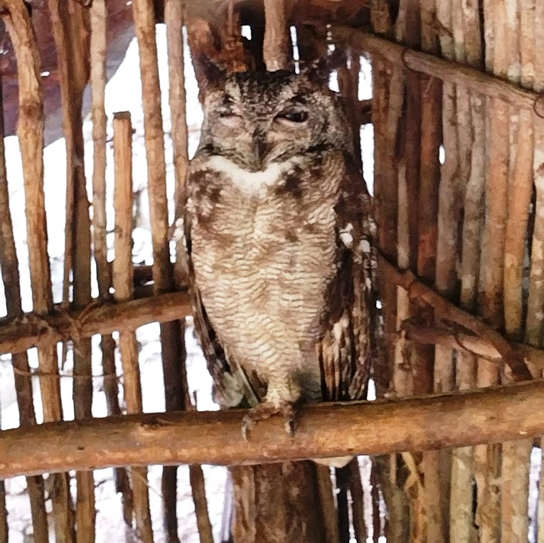 Falconry of Kenya – Abiri Kenya
