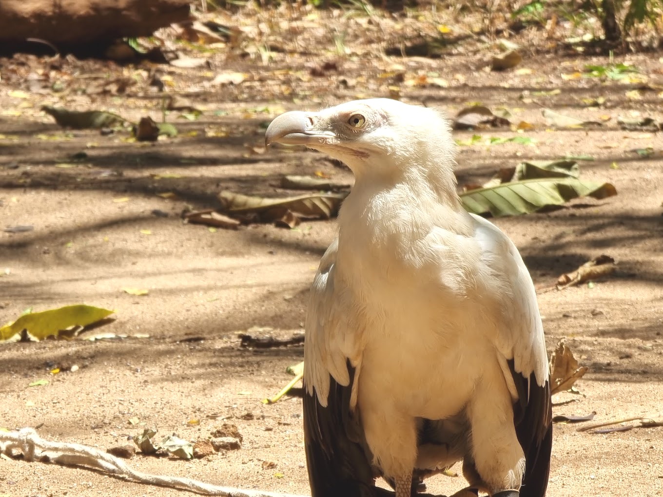 Falconry of Kenya – Abiri Kenya