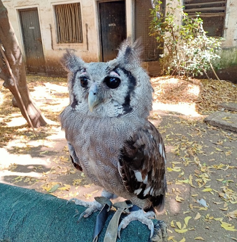 Falconry of Kenya – Abiri Kenya
