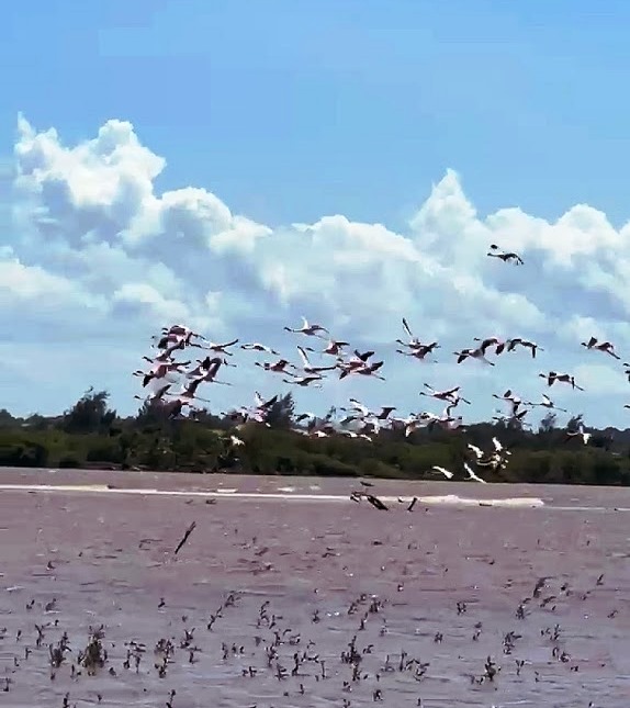 River Sabaki Estuary – Abiri Kenya