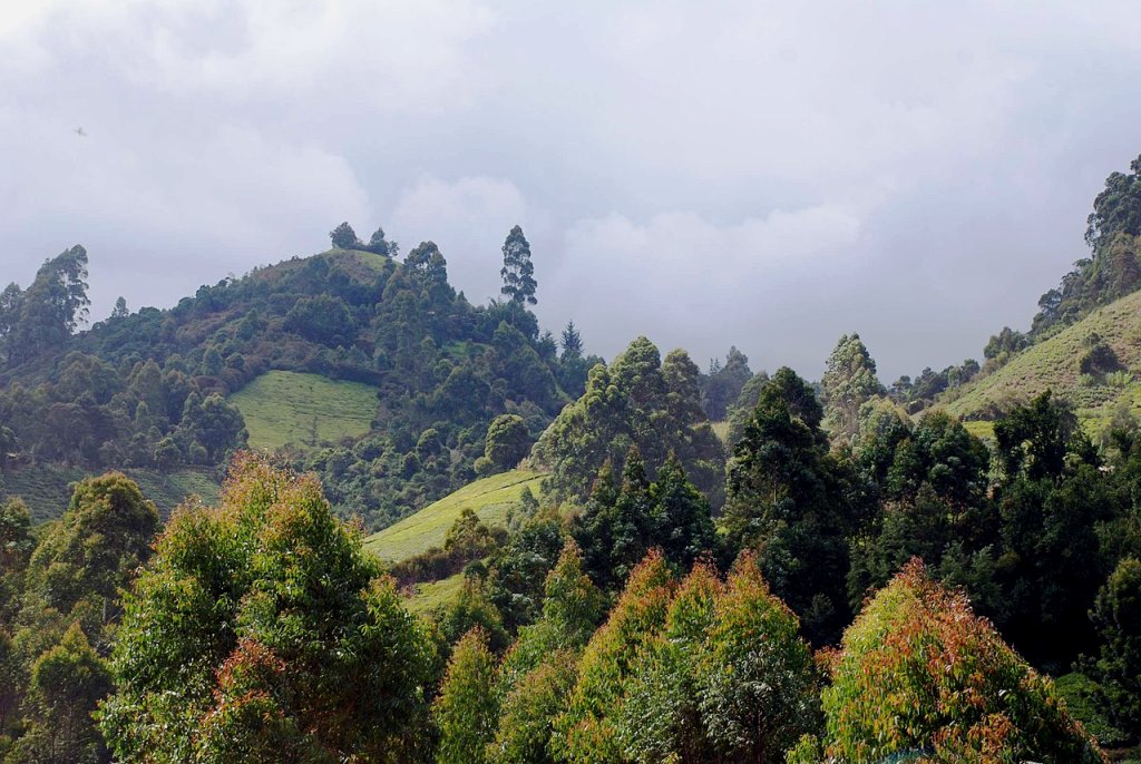 Aberdare Forest – Abiri Kenya