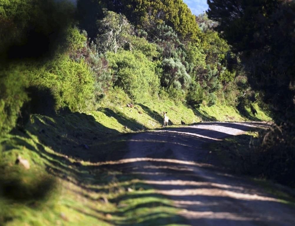 Aberdare Forest – Abiri Kenya