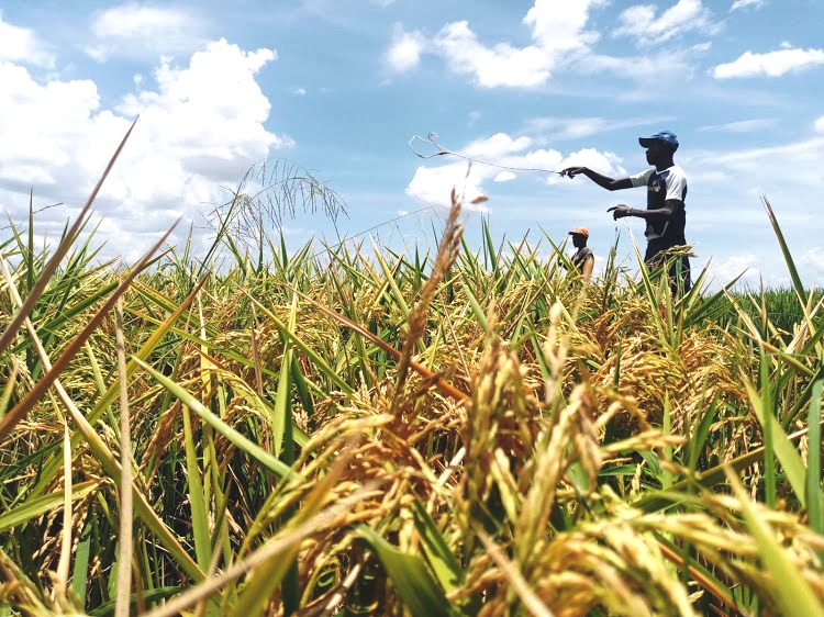 Lower Kuja Scheme – Abiri Kenya